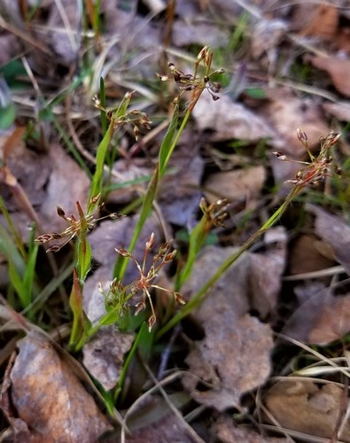 Luzula acuminata - PictureThis