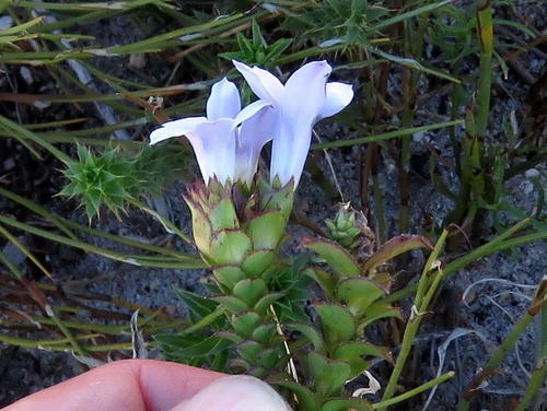Roella Flower, Leaf, Care, Uses - PictureThis
