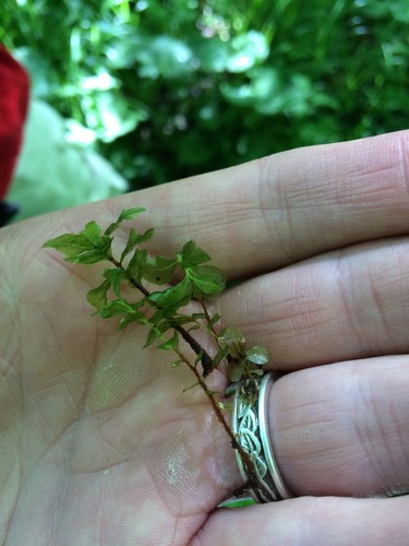 Rhizomnium Care (Watering, Fertilize, Pruning, Propagation) - PictureThis