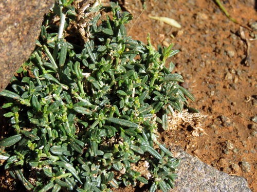 Limeum aethiopicum - PictureThis