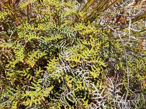 Gleichenia alpina Entretien (Arrosage, Croissance, Maladie) - PictureThis