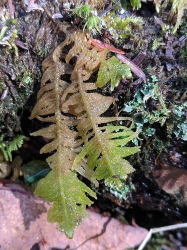 Ptilium Care (Watering, Fertilize, Pruning, Propagation) - PictureThis