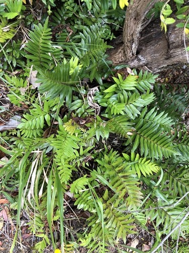 Asplenium obtusatum - PictureThis