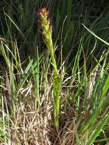 Disa bracteata - PictureThis