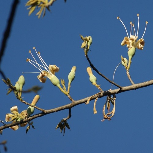Ceiba acuminata 照顧，種植，繁殖，開花時間 - PictureThis