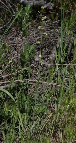 San diego wild cabbage (Caulanthus heterophyllus) Flower, Leaf, Care ...