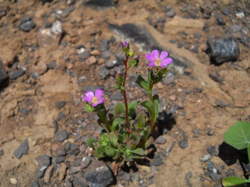 Calandrinia breweri - PictureThis