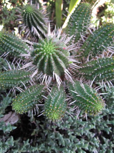 Cactus mazorca de maíz (Euphorbia mammillaris) - PictureThis