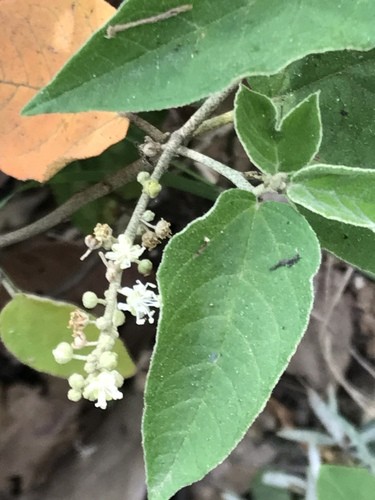 Tepozán blanco (Buddleja cordata) - PictureThis