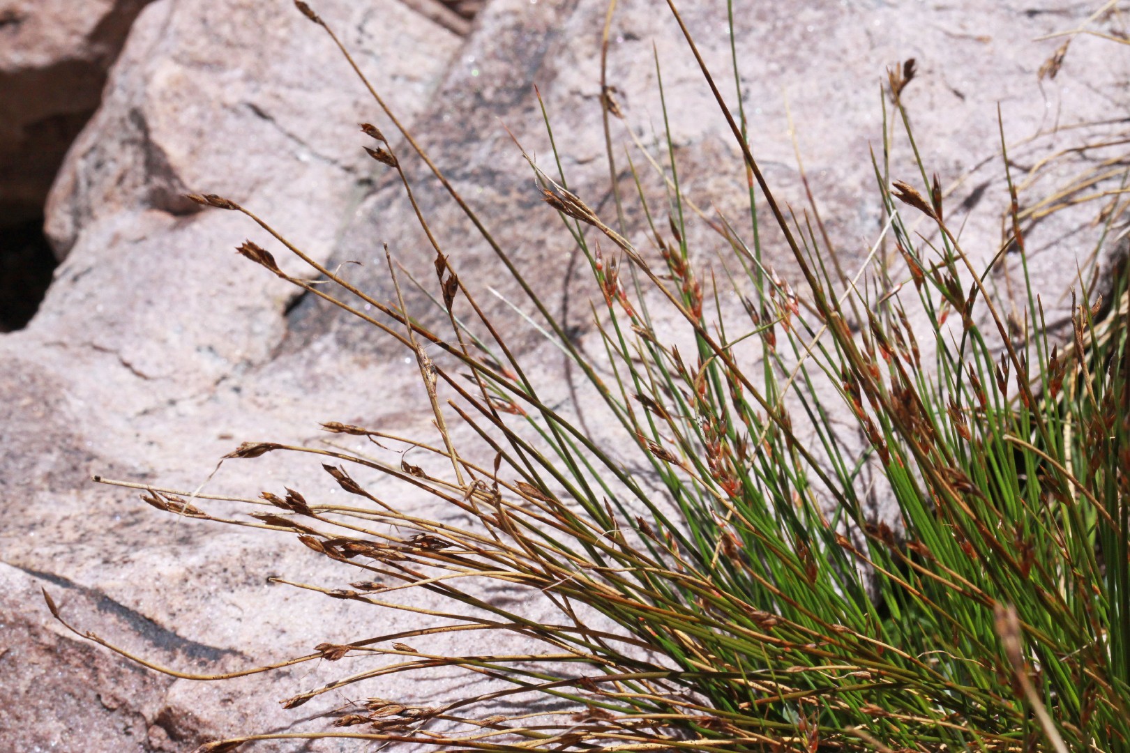 Juncus drummondii - PictureThis