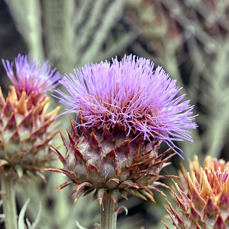 What is the optimal temperature for Cardoon? - PictureThis