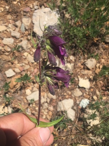 Penstemon de Whipple (Penstemon whippleanus) - PictureThis