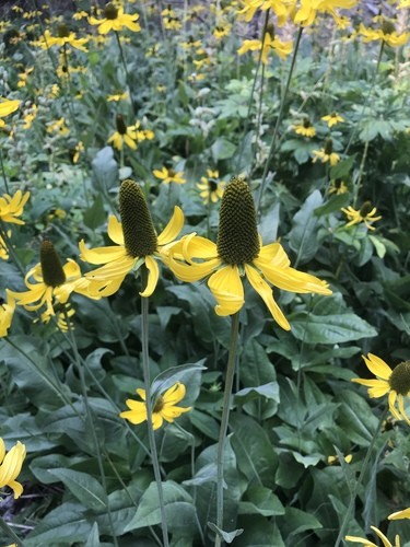California coneflower (Rudbeckia californica) Flower, Leaf, Care, Uses ...