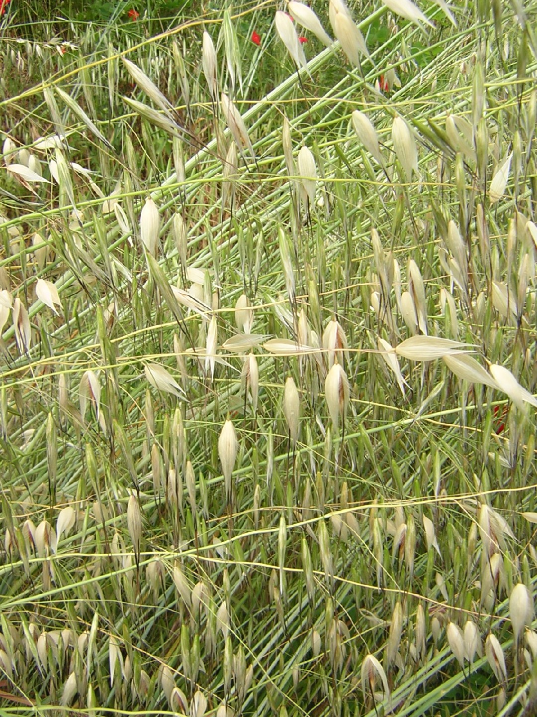 Animated oat (Avena sterilis) Flower, Leaf, Care, Uses - PictureThis