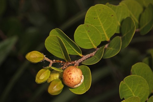 Icaco (Chrysobalanus icaco) - PictureThis
