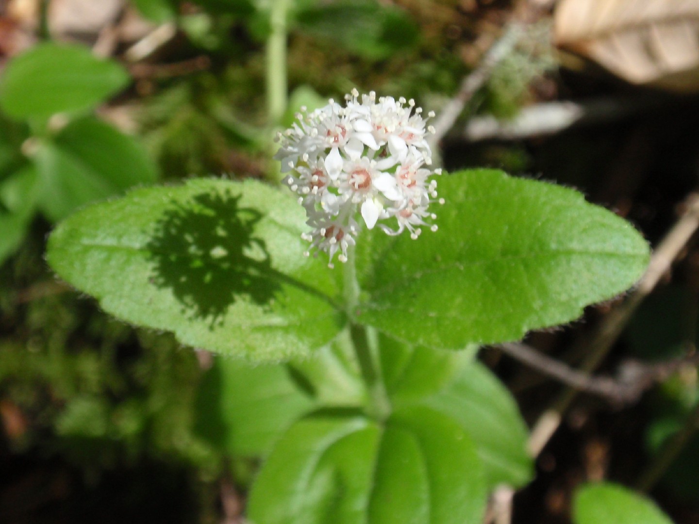Common Whipplea Care (Watering, Fertilize, Pruning, Propagation ...