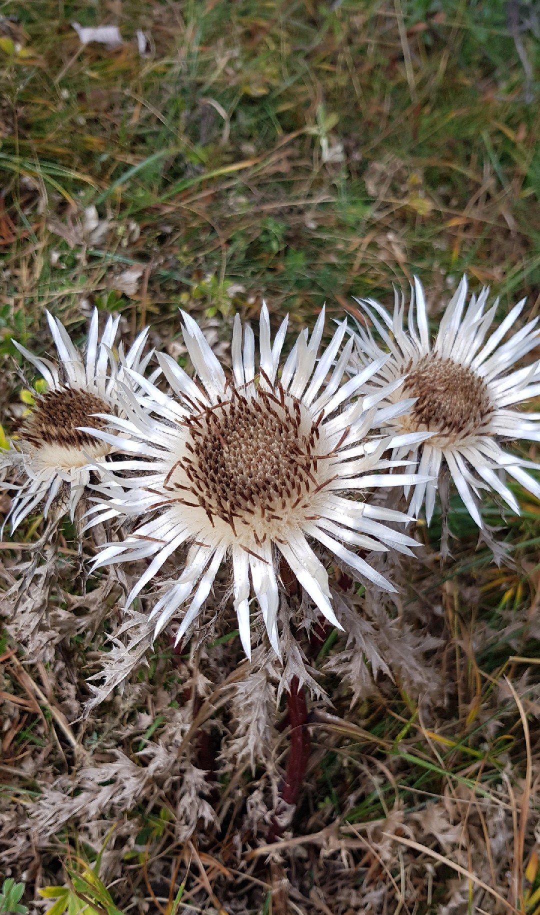 Carline acaule (Carlina acaulis) - PictureThis