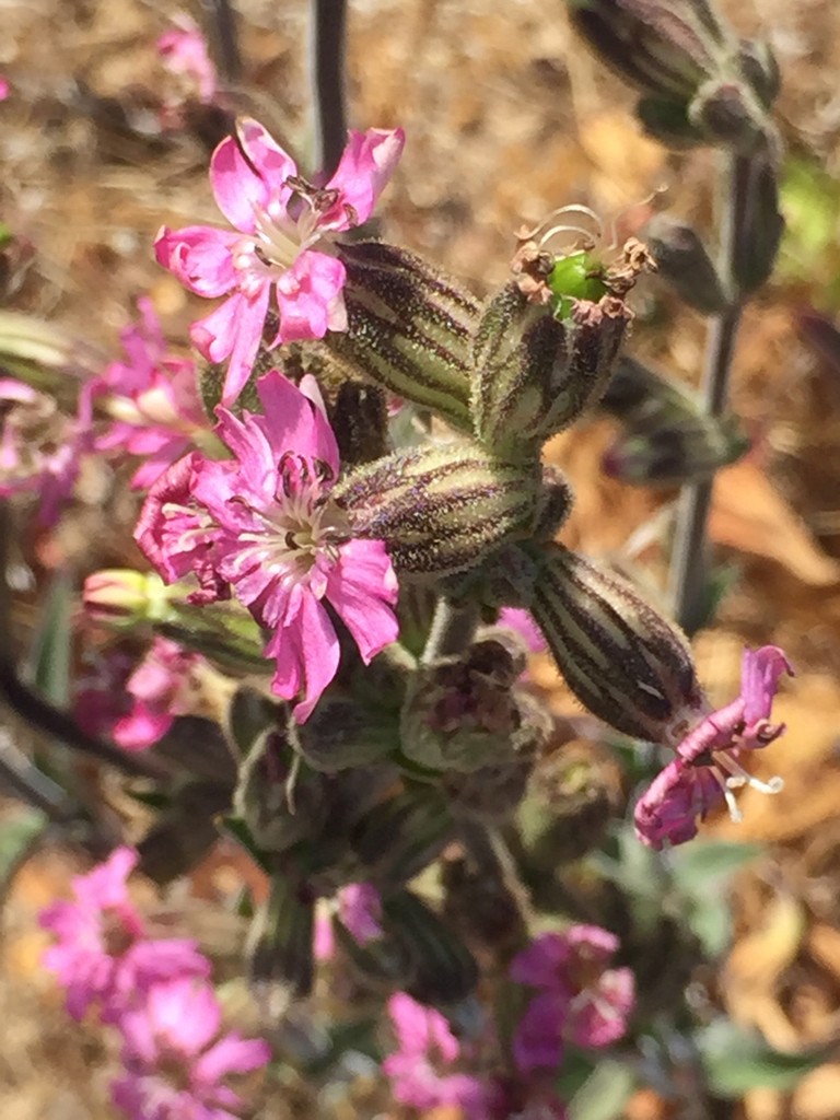 Silene scouleri - PictureThis