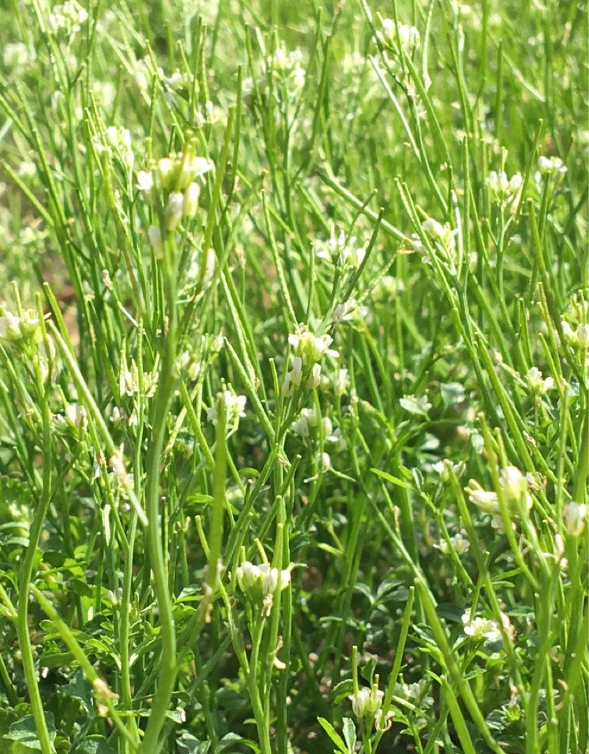Schaumkräuter (Cardamine) - PictureThis
