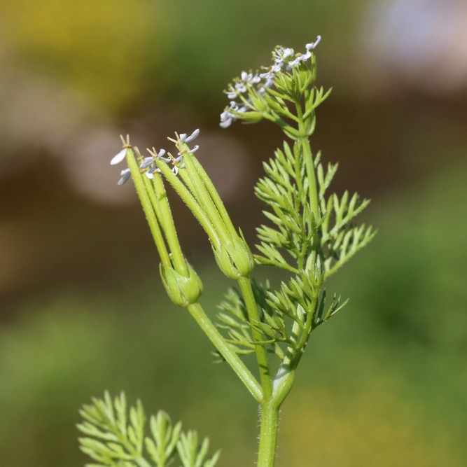 Shepherd's-needle (Scandix pecten-veneris) Flower, Leaf, Care, Uses ...