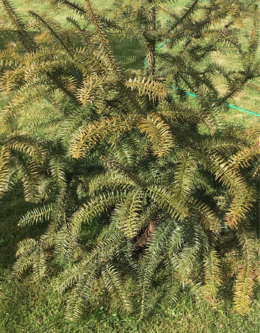 Cunninghamia (Cunninghamia lanceolata) - PictureThis