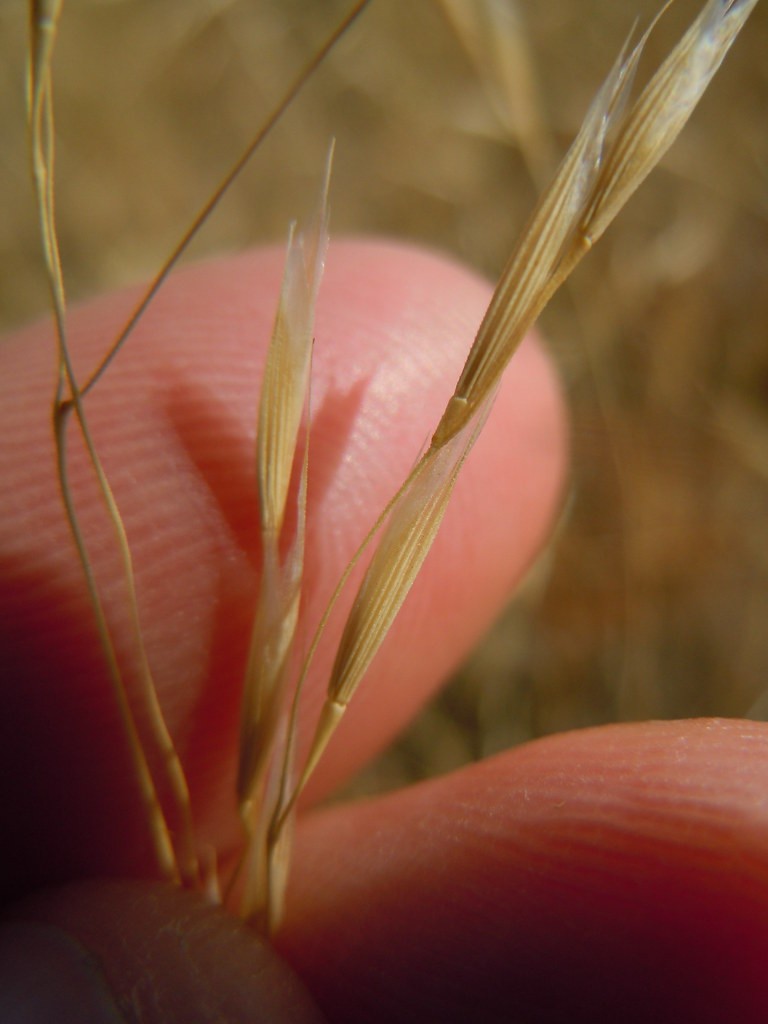 North Africa grass (Ventenata dubia) Flower, Leaf, Care, Uses - PictureThis