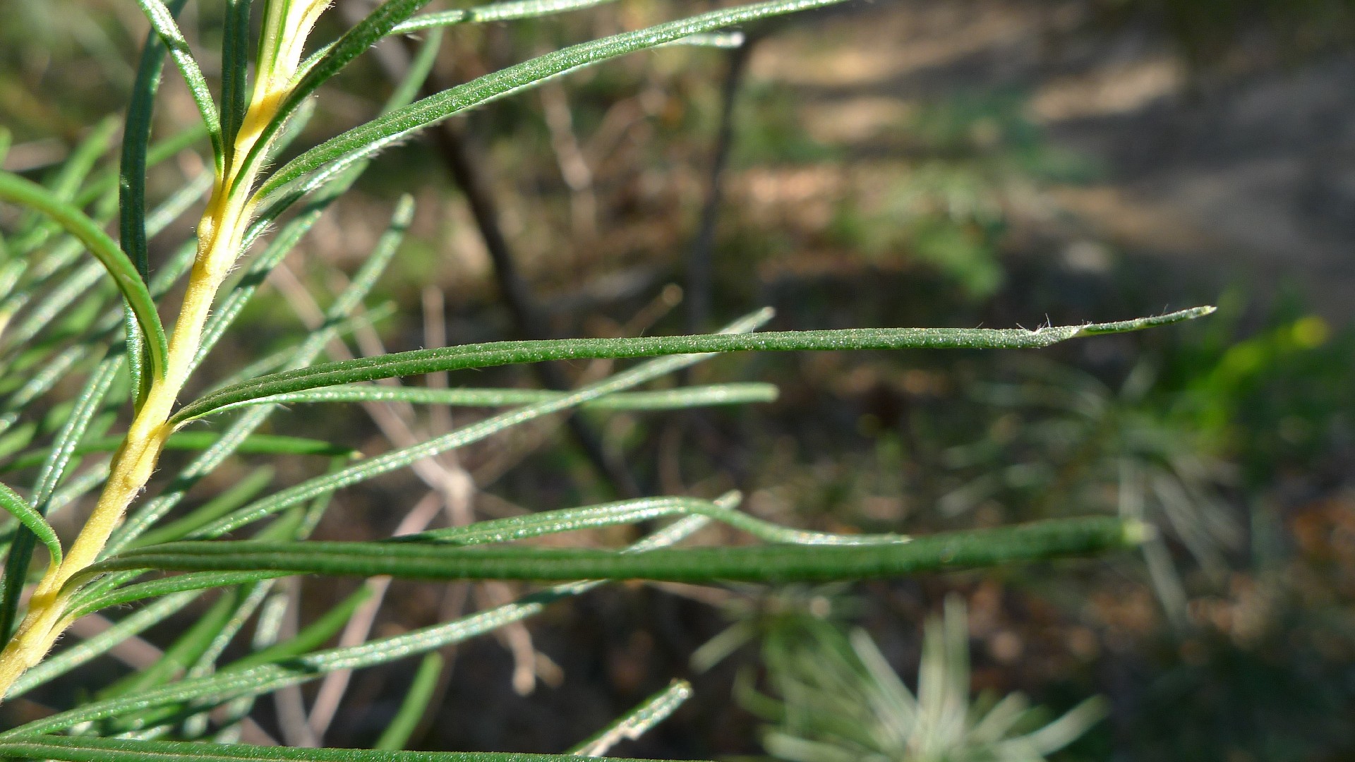 How to Plant and Grow Hairpin banksia(Banksia spinulosa)