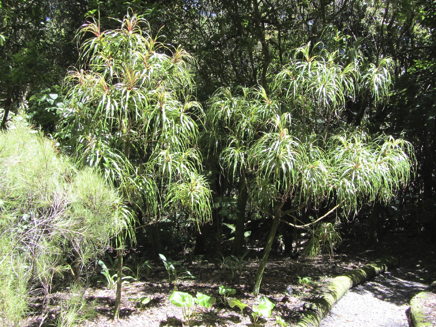 Spiderwood Care (Watering, Fertilize, Pruning, Propagation) - PictureThis