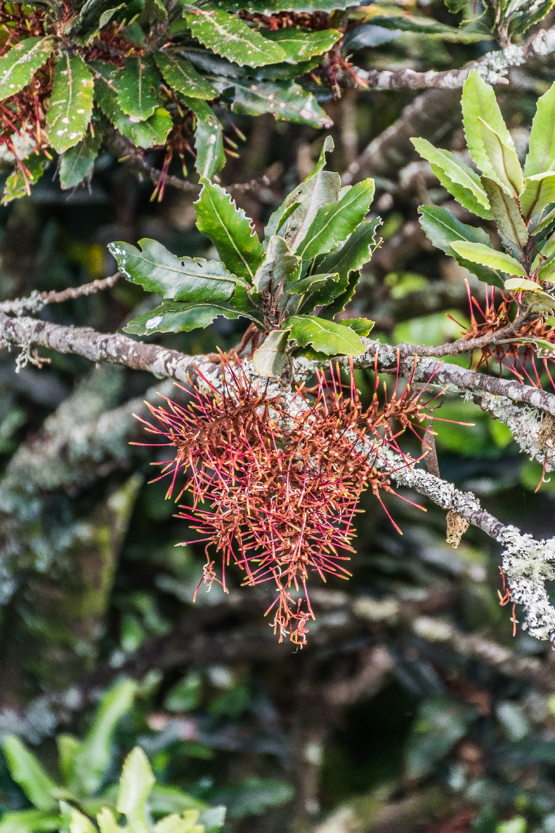 Knightia excelsa - PictureThis