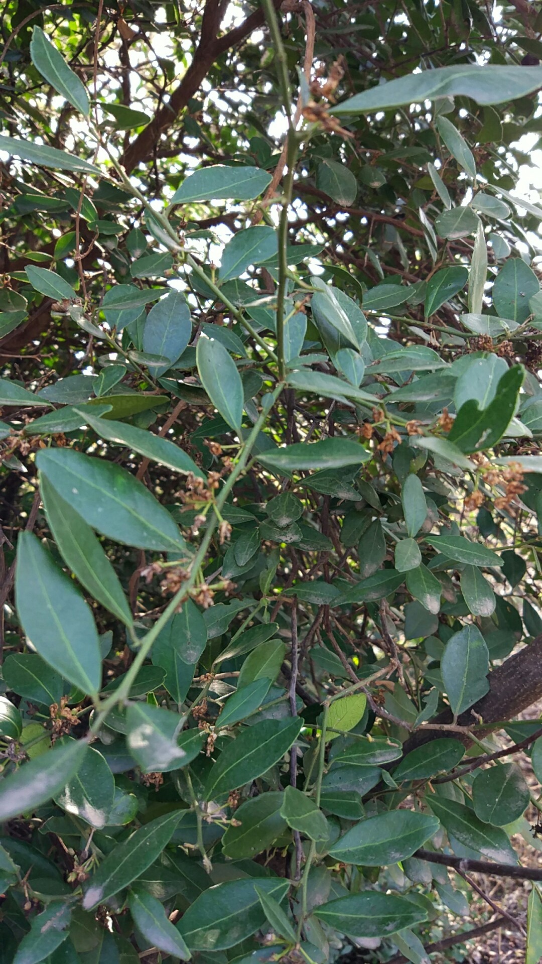 Ilex coriacea - PictureThis