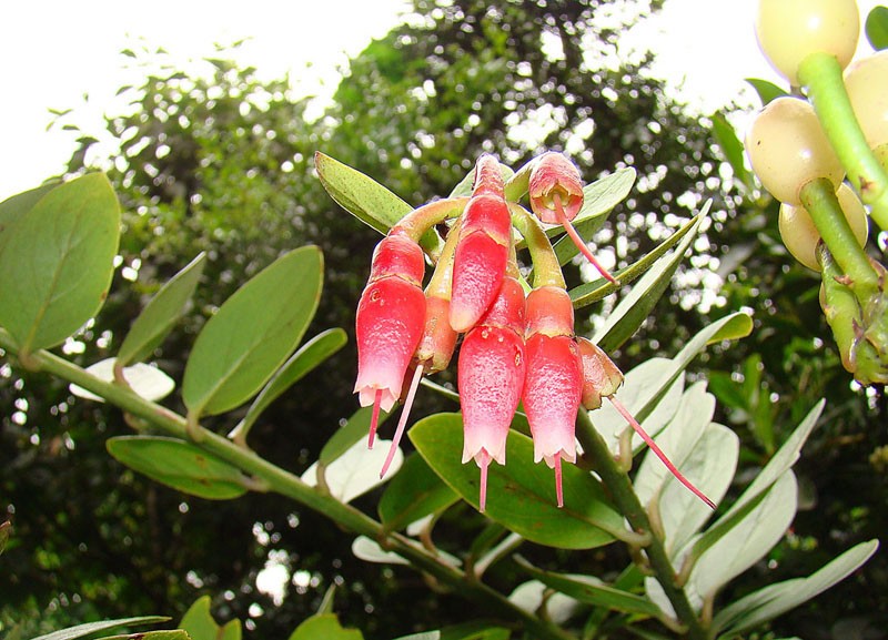 Macleania rupestris - PictureThis