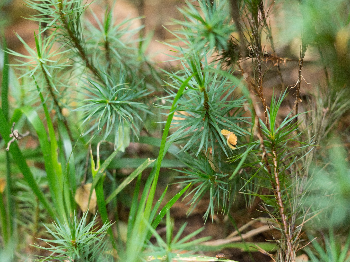 Dawsonia superba - PictureThis