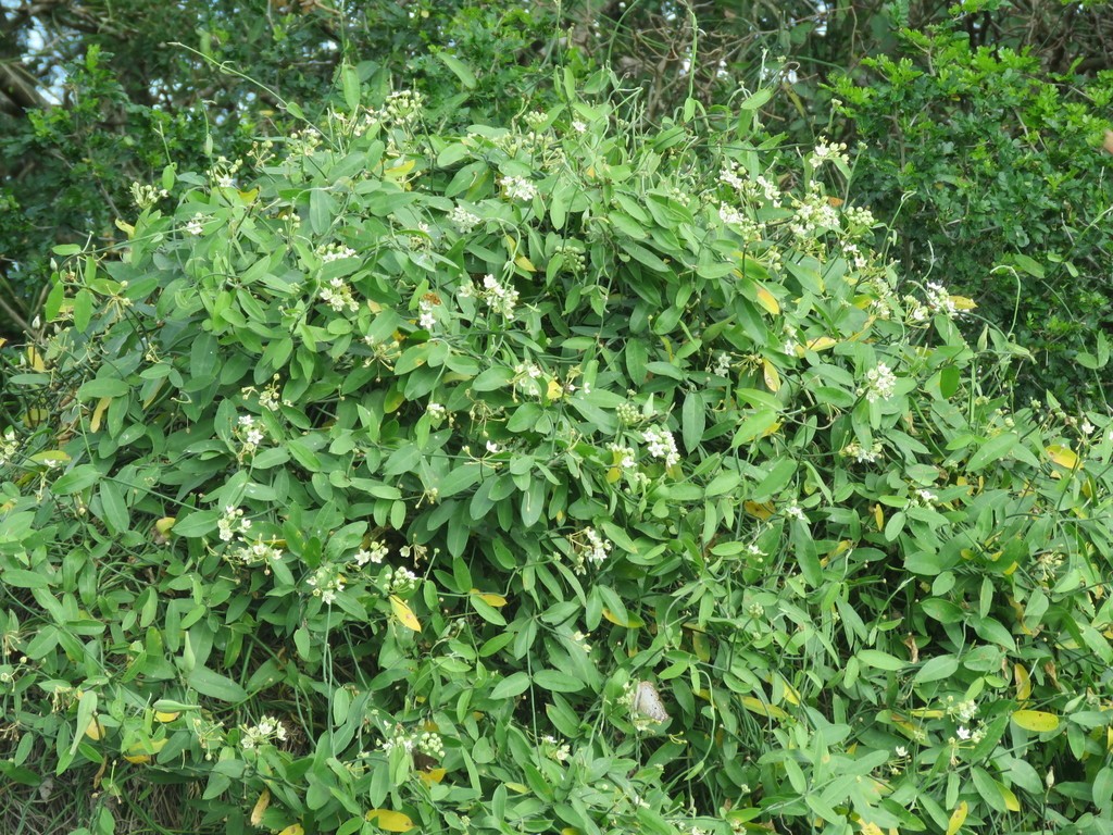 White twinevine (Funastrum clausum) Flower, Leaf, Care, Uses - PictureThis