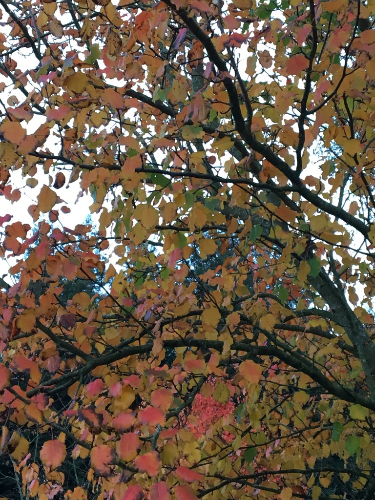 Pears (Pyrus) Flower, Leaf, Care, Uses - PictureThis