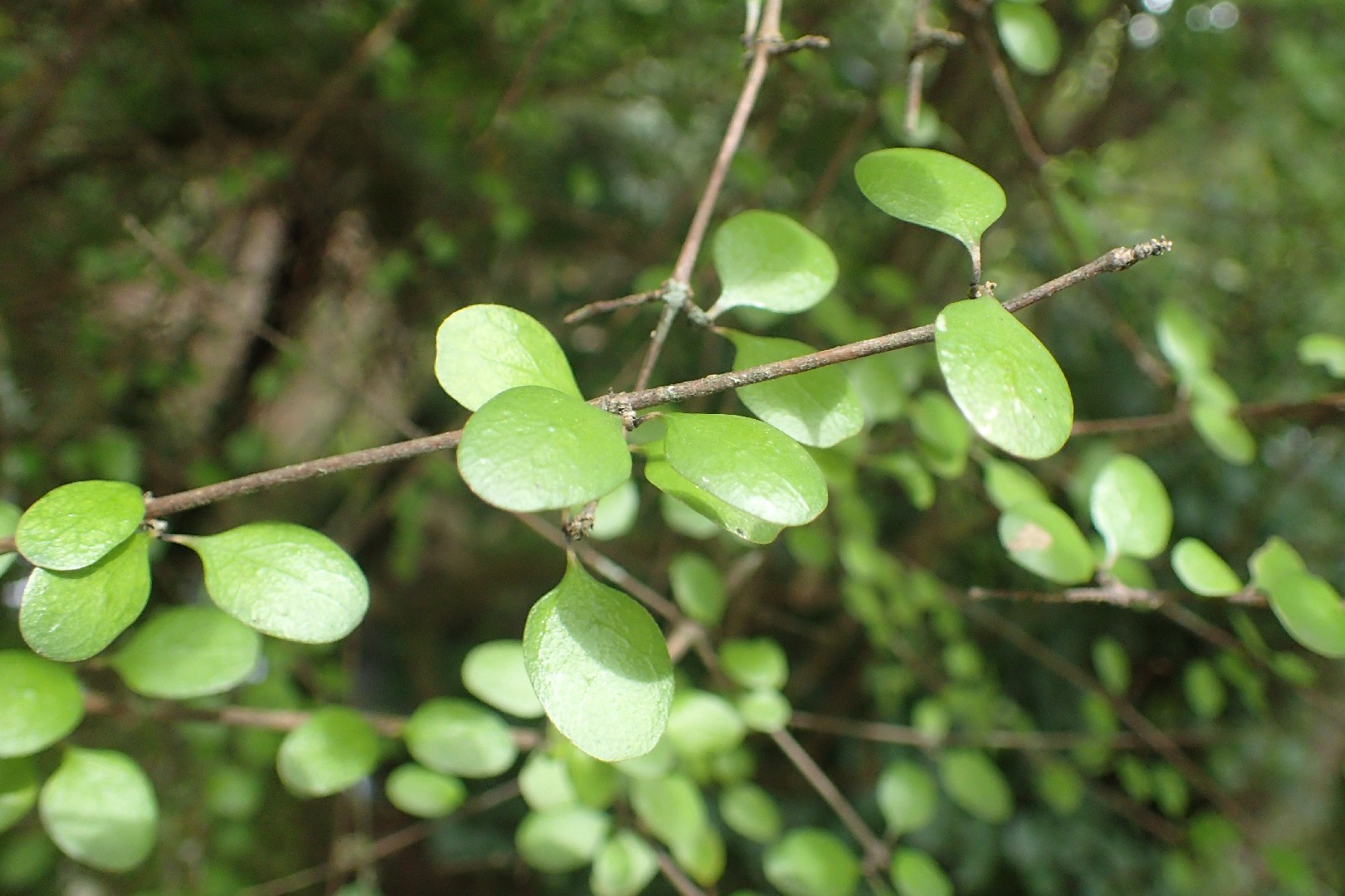 Coprosma crassifolia - PictureThis