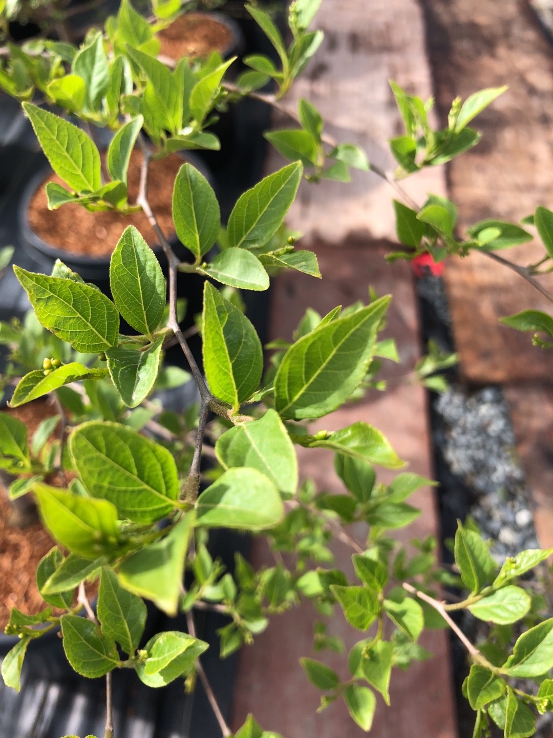 American snowbell (Styrax americanus) Flower, Leaf, Care, Uses ...