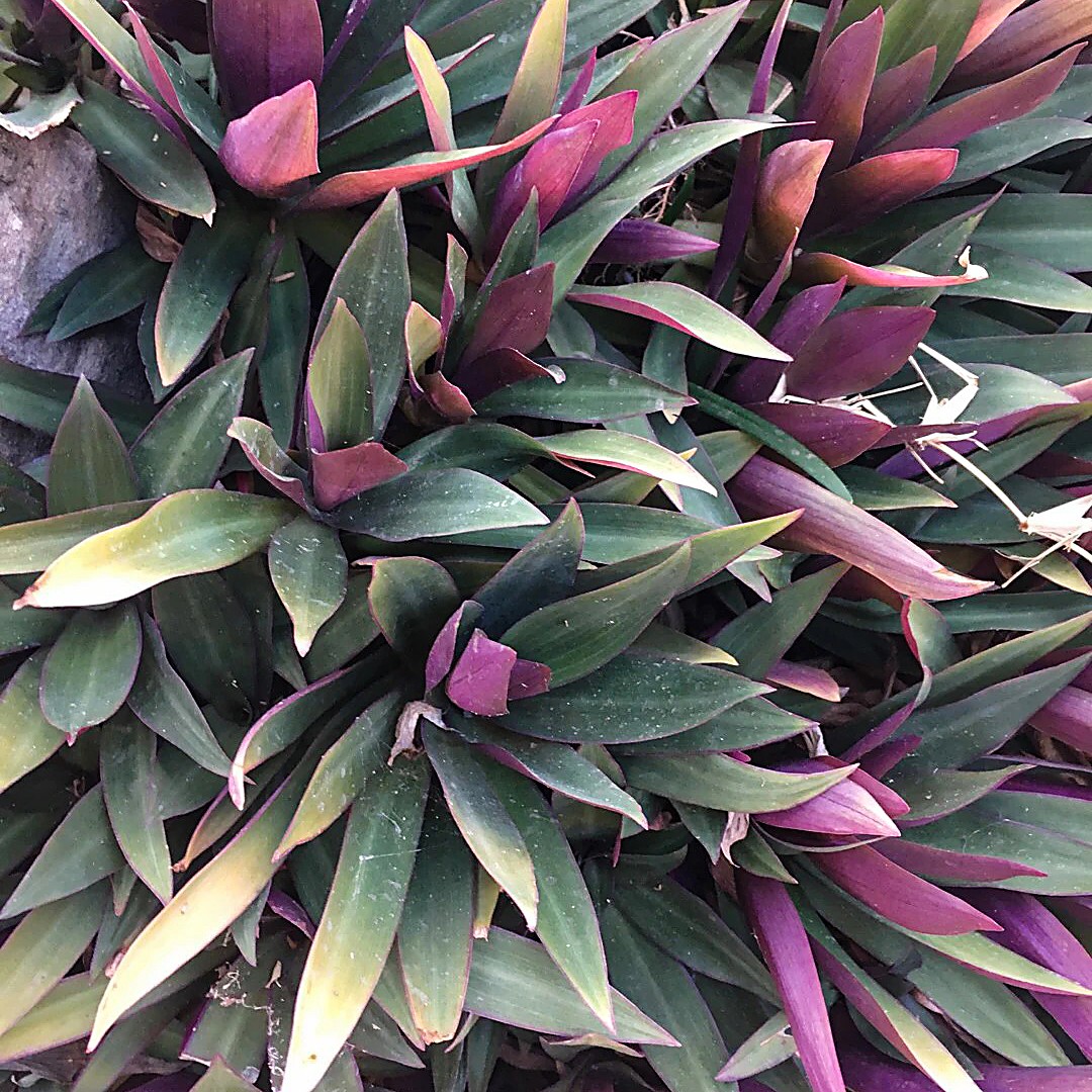 Reo meksykańskie (Tradescantia spathacea) Przewodnik po pielęgnacji ...