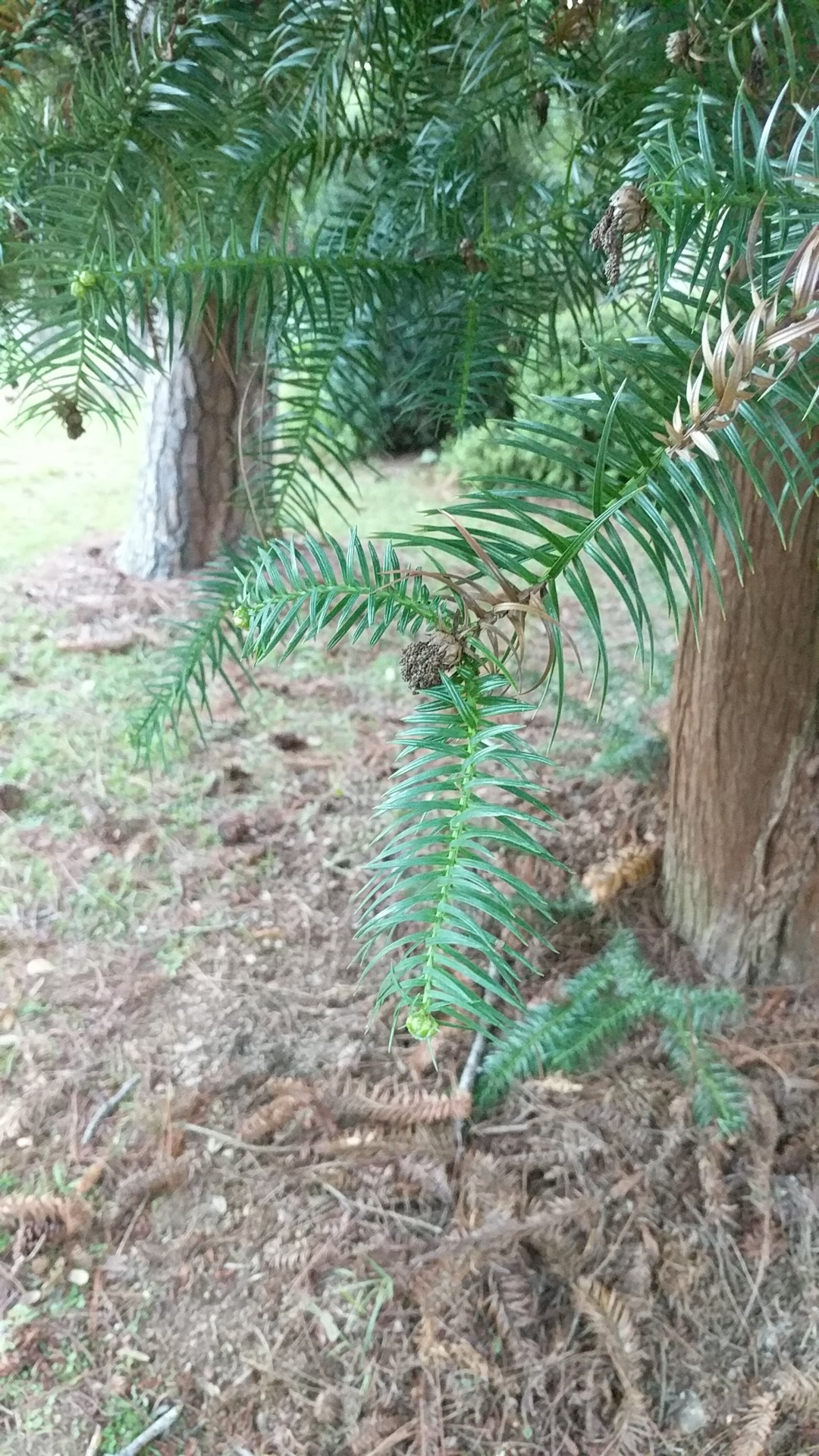 Cunninghamia (Cunninghamia lanceolata) - PictureThis