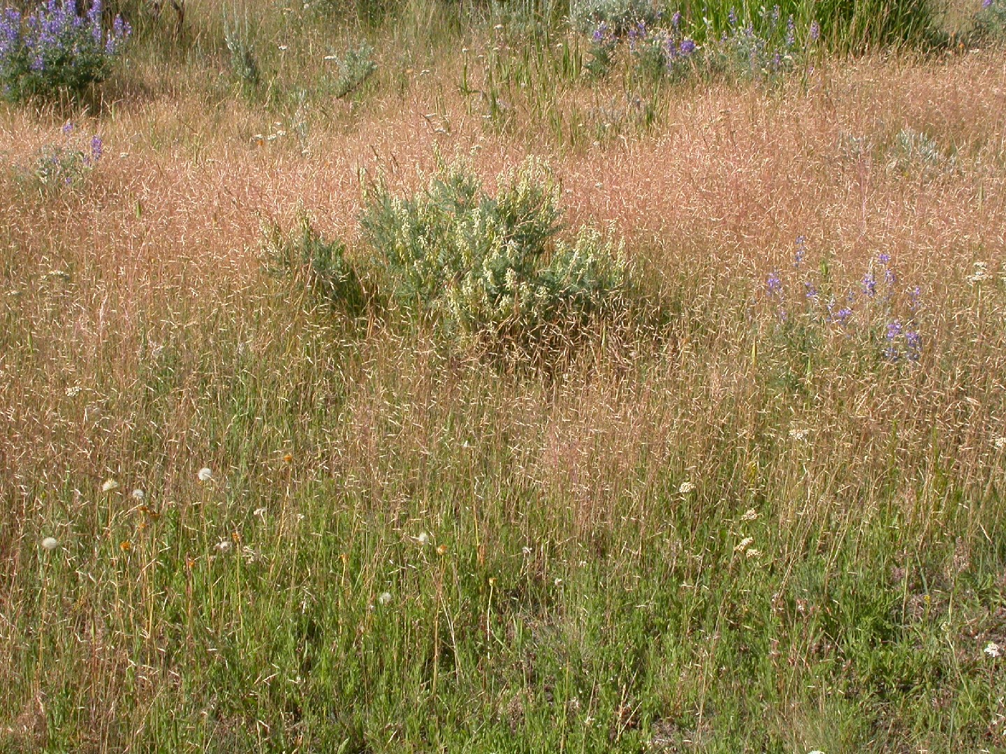 North Africa grass (Ventenata dubia) Flower, Leaf, Care, Uses - PictureThis