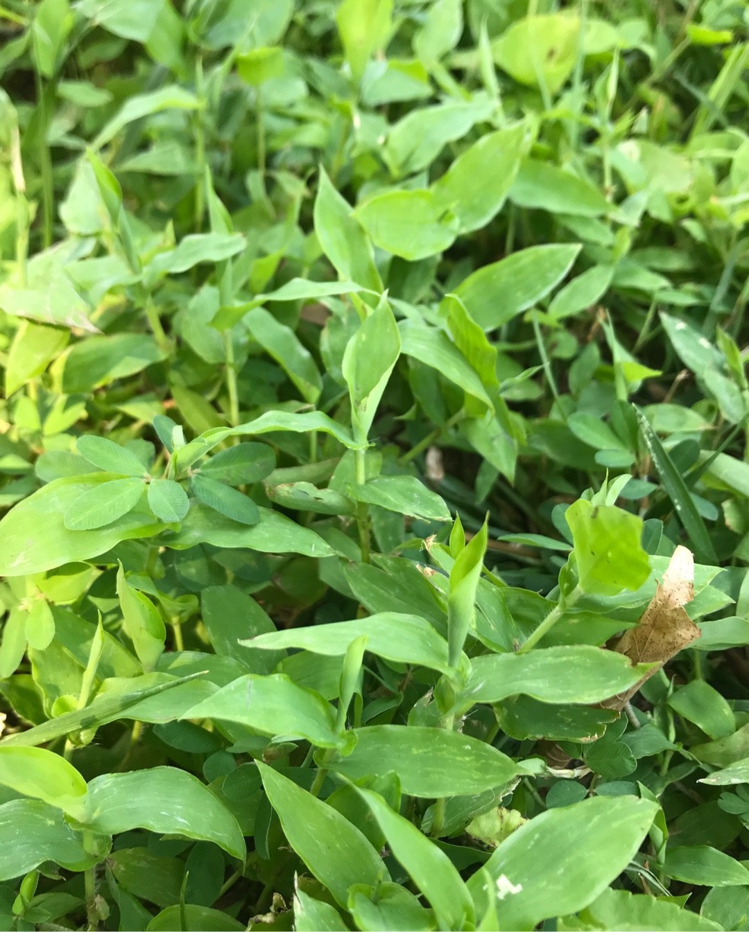 Arthraxon hispidus - PictureThis