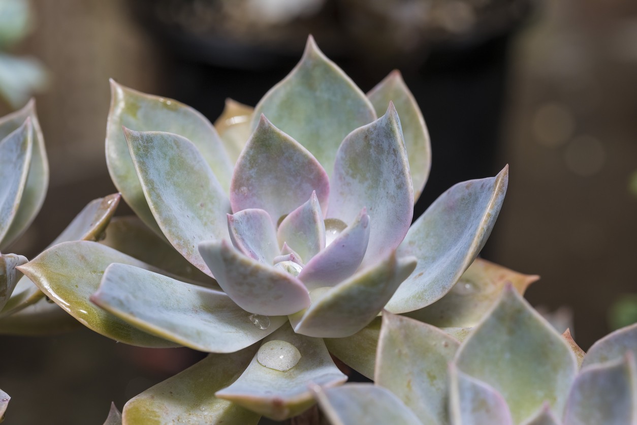 Echeveria Flower, Leaf, Care, Uses - PictureThis