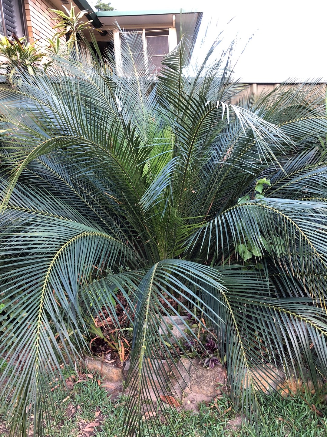 Macrozamia moorei - PictureThis