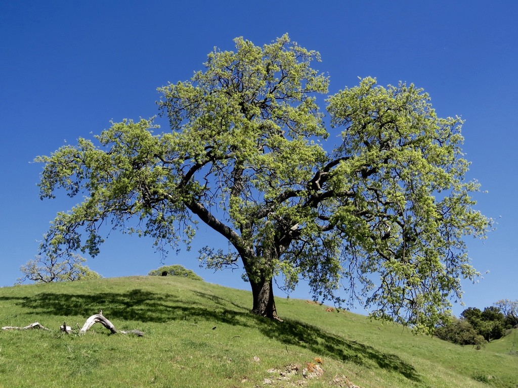 Beeches, walnuts, and allied trees (Fagales) Flower, Leaf, Care, Uses ...