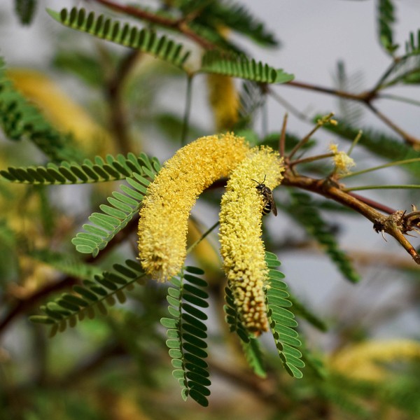 🌱 How to Propagate Velvet mesquite