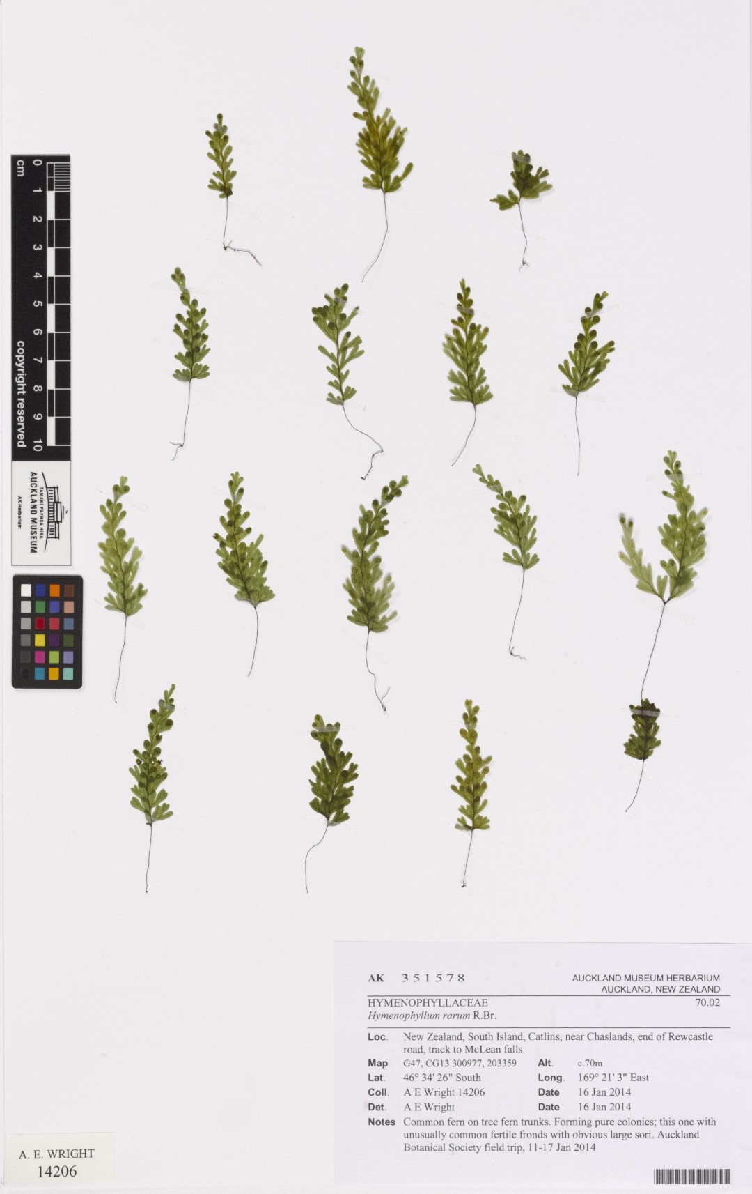 Hymenophyllum rarum - PictureThis