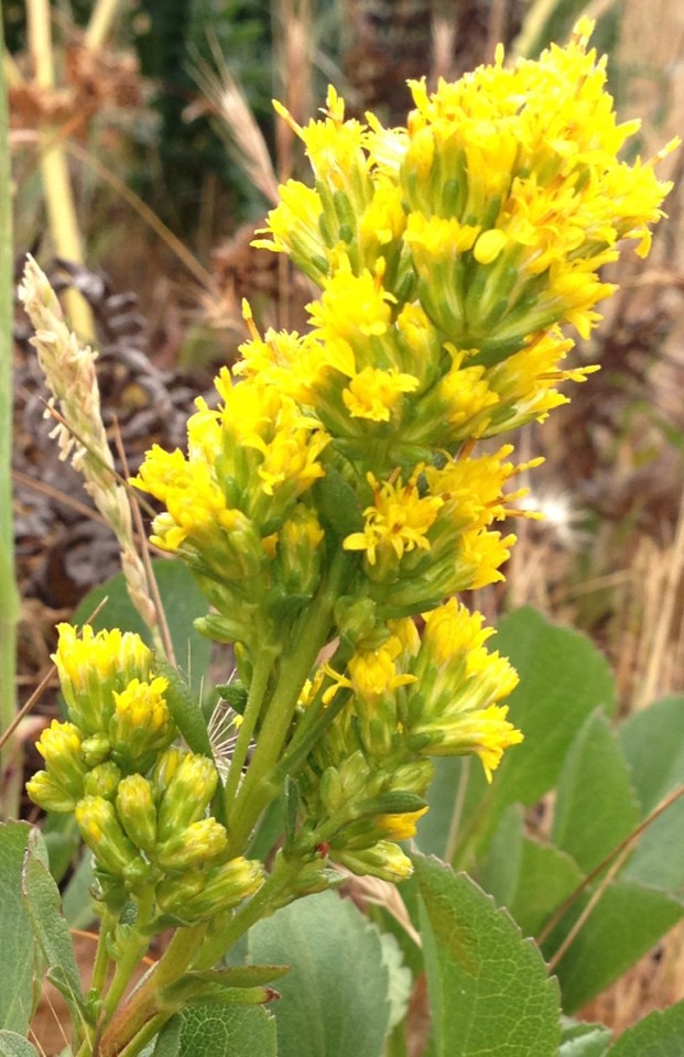 Solidago spathulata - PictureThis
