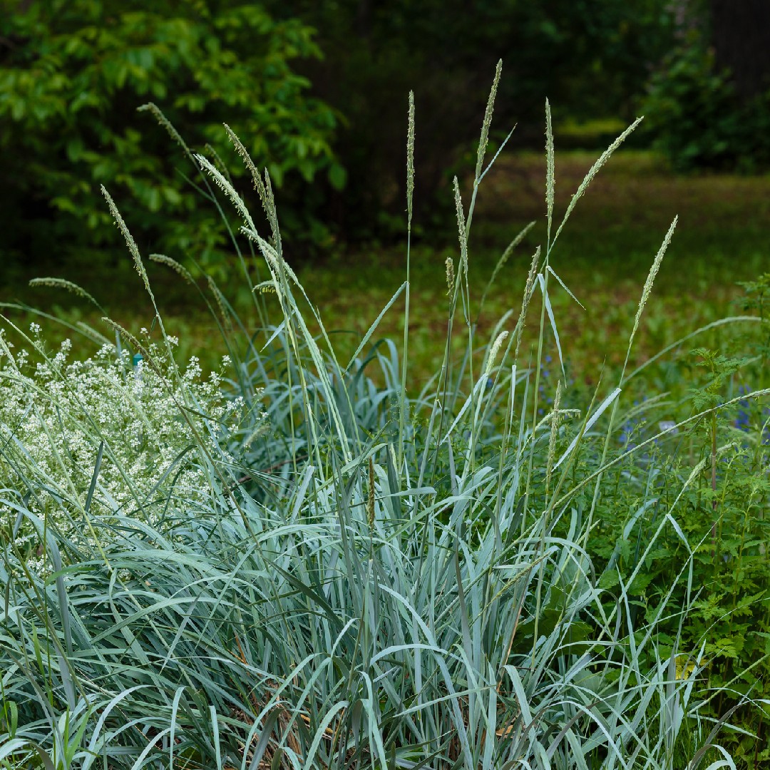 Couch grasses (Elymus) Flower, Leaf, Care, Uses - PictureThis