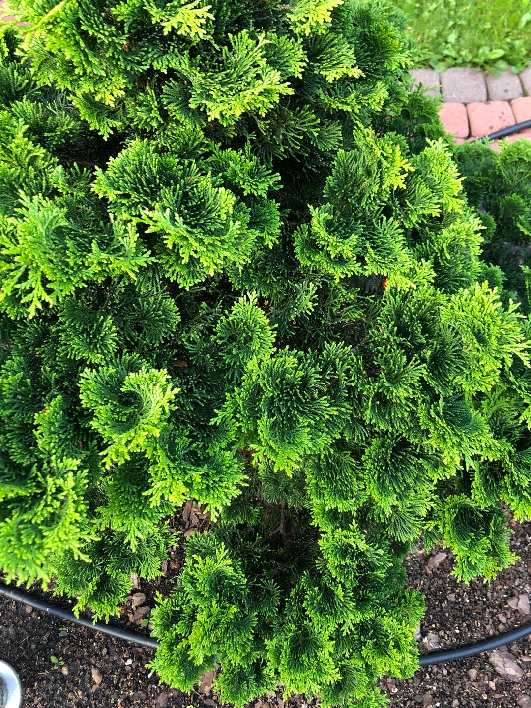 Chamaecyparis obtusa 'Nana Aurea' - PictureThis