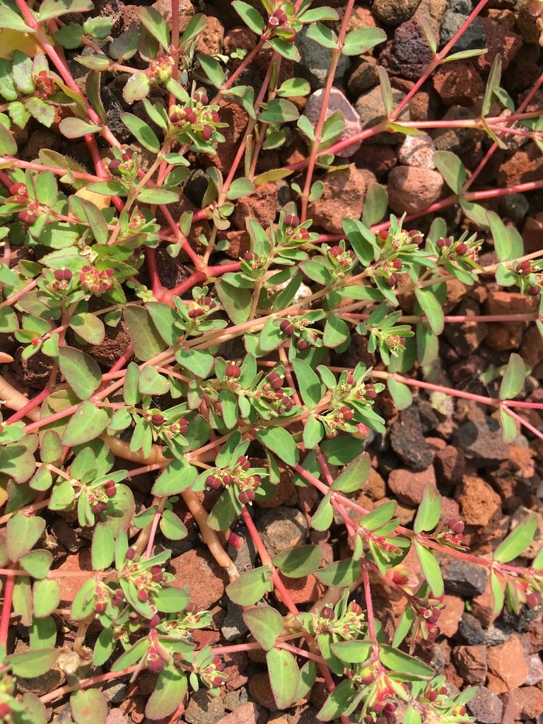 Worm seeded spurge (Euphorbia vermiculata) Flower, Leaf, Care, Uses ...