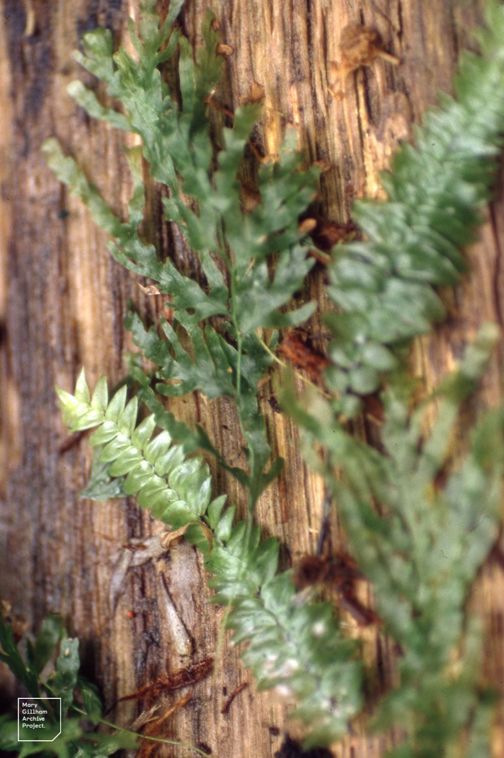 Polyphlebium venosum - PictureThis